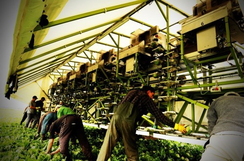 Salad firm invests in smart technology - Lancashire Business View